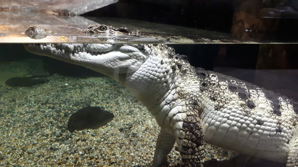 Philippine Crocodile in April 2023 by Pierre-Yves BUREAU · iNaturalist