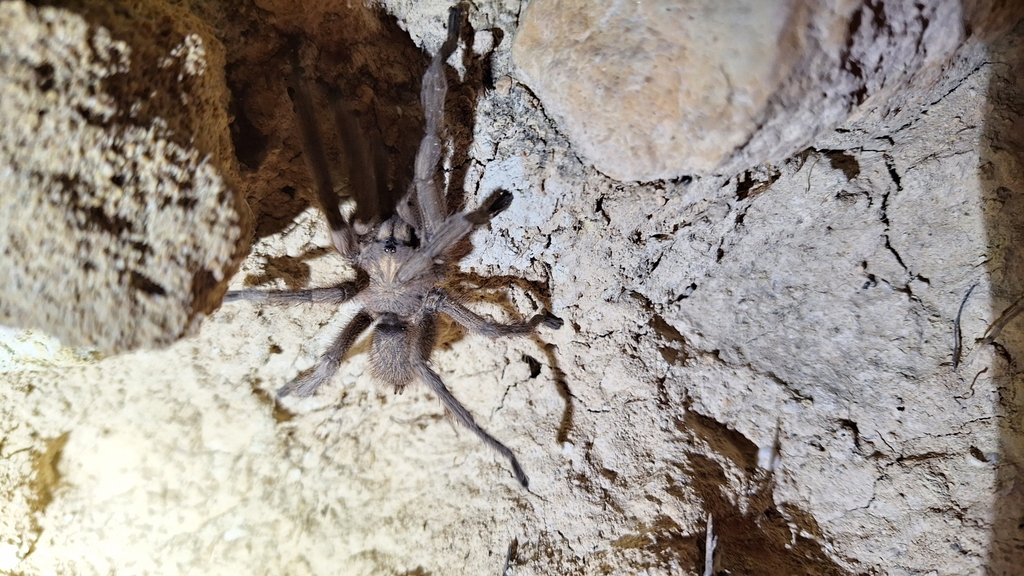 Middle East Black Tarantula from W829+VW8, Peyia, Kypr on April 28 ...