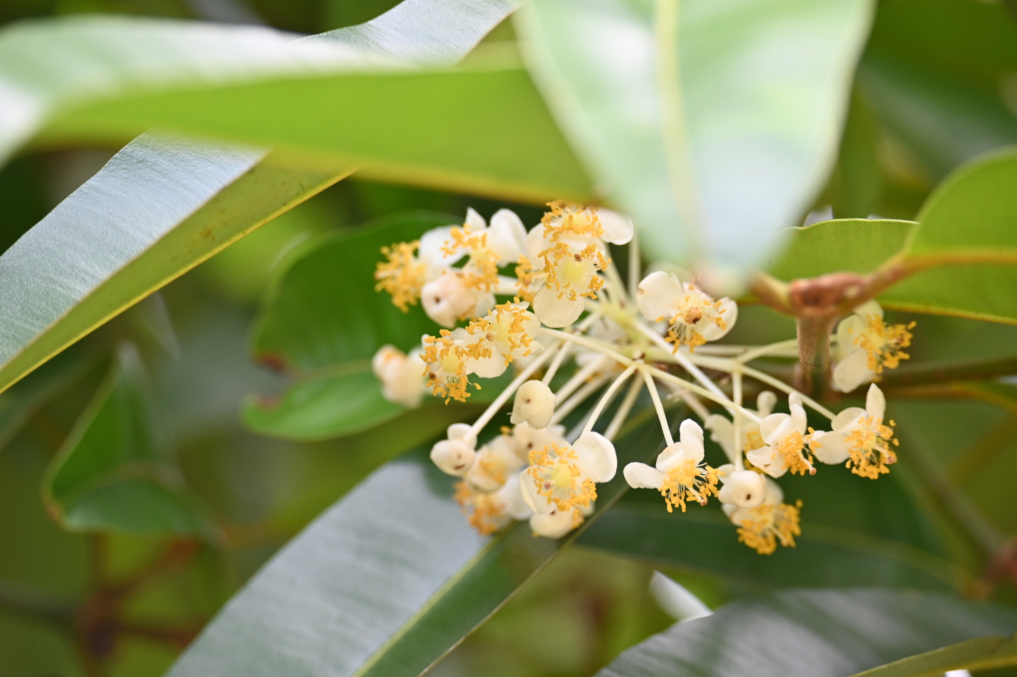 Calophyllum soulattri Burm.fil.