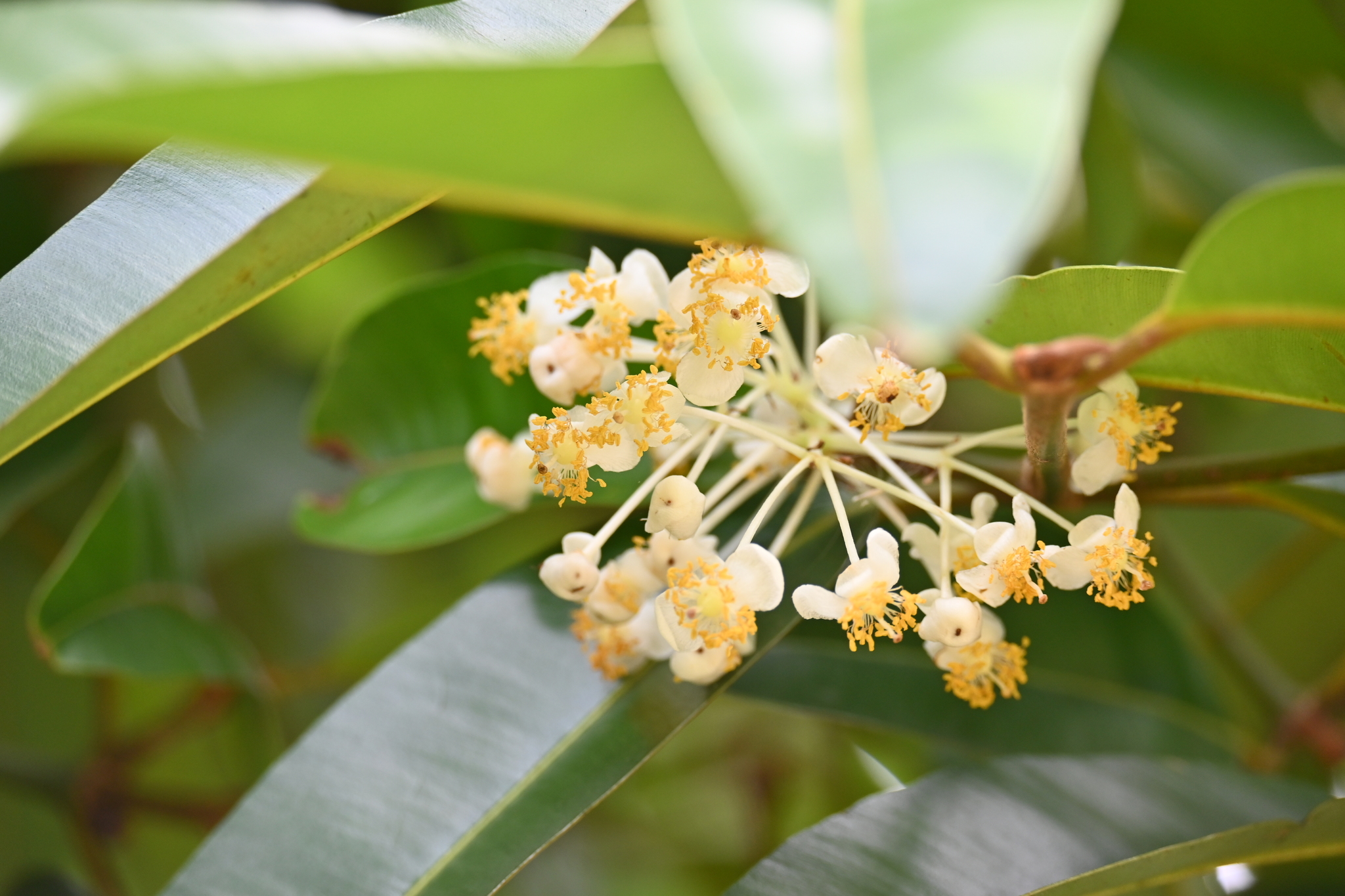 Calophyllum soulattri Burm.fil.