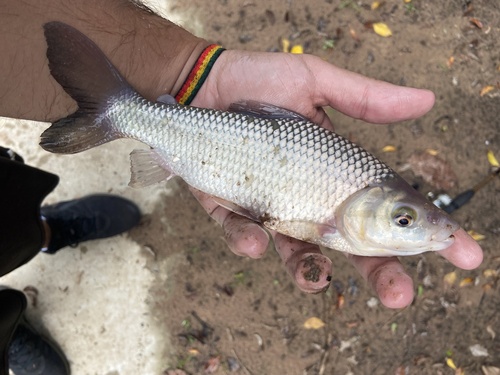 Megaleporinus piavussu · iNaturalist Ecuador