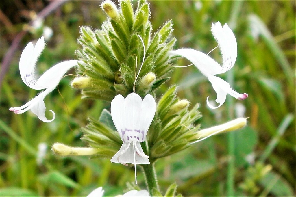 White Ribbon Flower from Westmead Ext, Pinetown, 3608, South Africa on ...