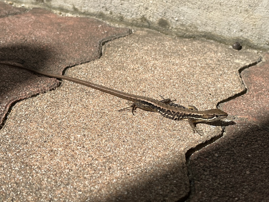 Japanese Grass Lizard from Tegama, Omuta, Fukuoka, JP on April 20, 2023 ...