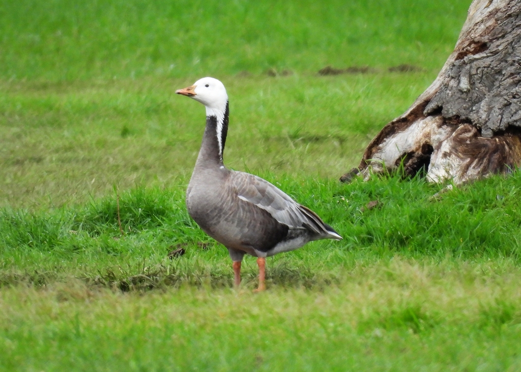 Grey Geese from Frampton on Severn GL2, UK on April 28, 2023 at 08:51 ...