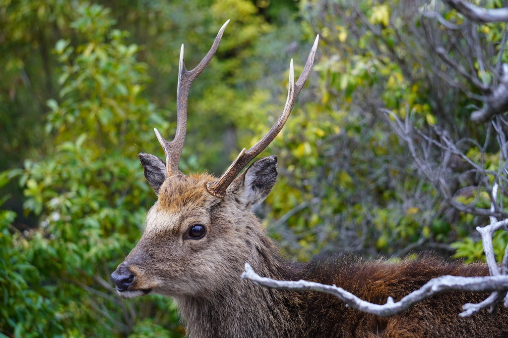 Sika Deer from Miyajimacho, Hatsukaichi, Hiroshima, JP on March 24 ...