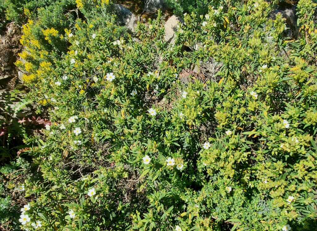 Montpelier Cistus from Santa Cruz de Tenerife, Spain on April 19, 2023 ...