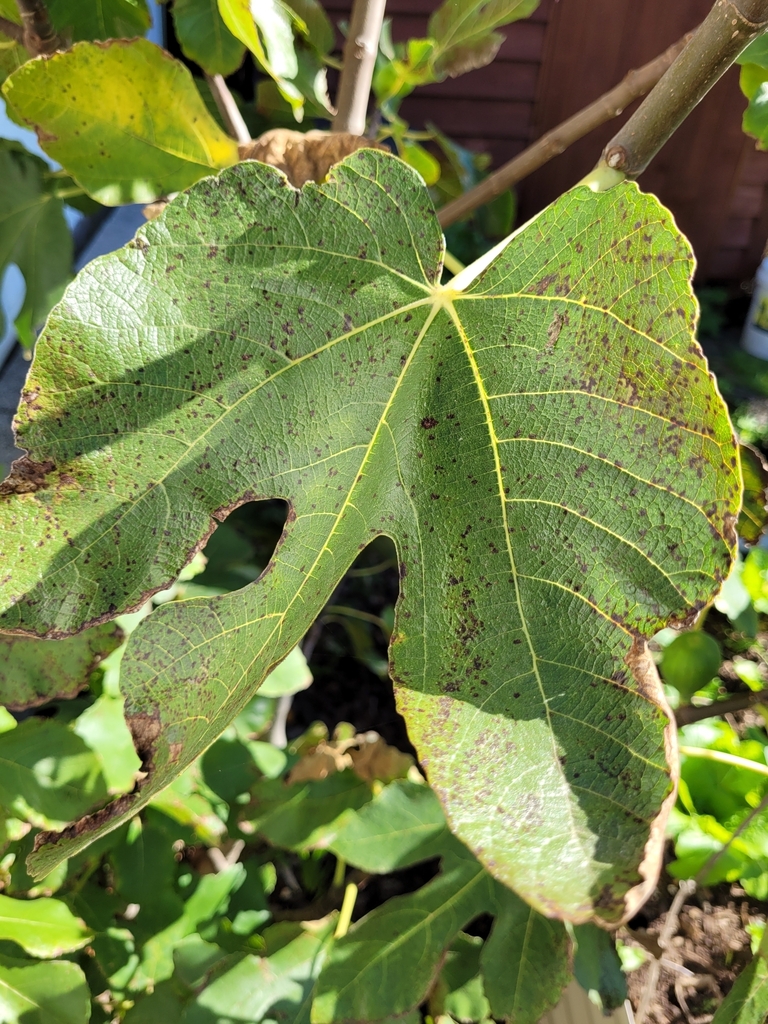 Fig rust from Rongotai, Wellington 6022, New Zealand on April 28, 2023 ...