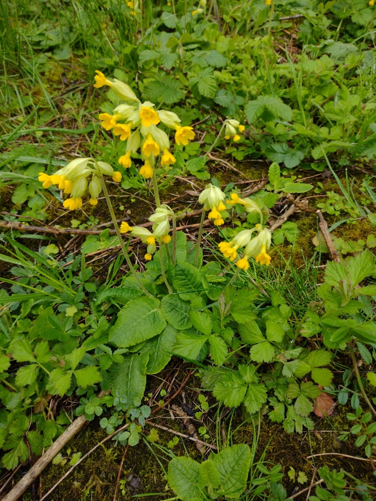 Cowslip from Noddle Hill Way Nature Reserve on April 28, 2023 at 11:29 ...