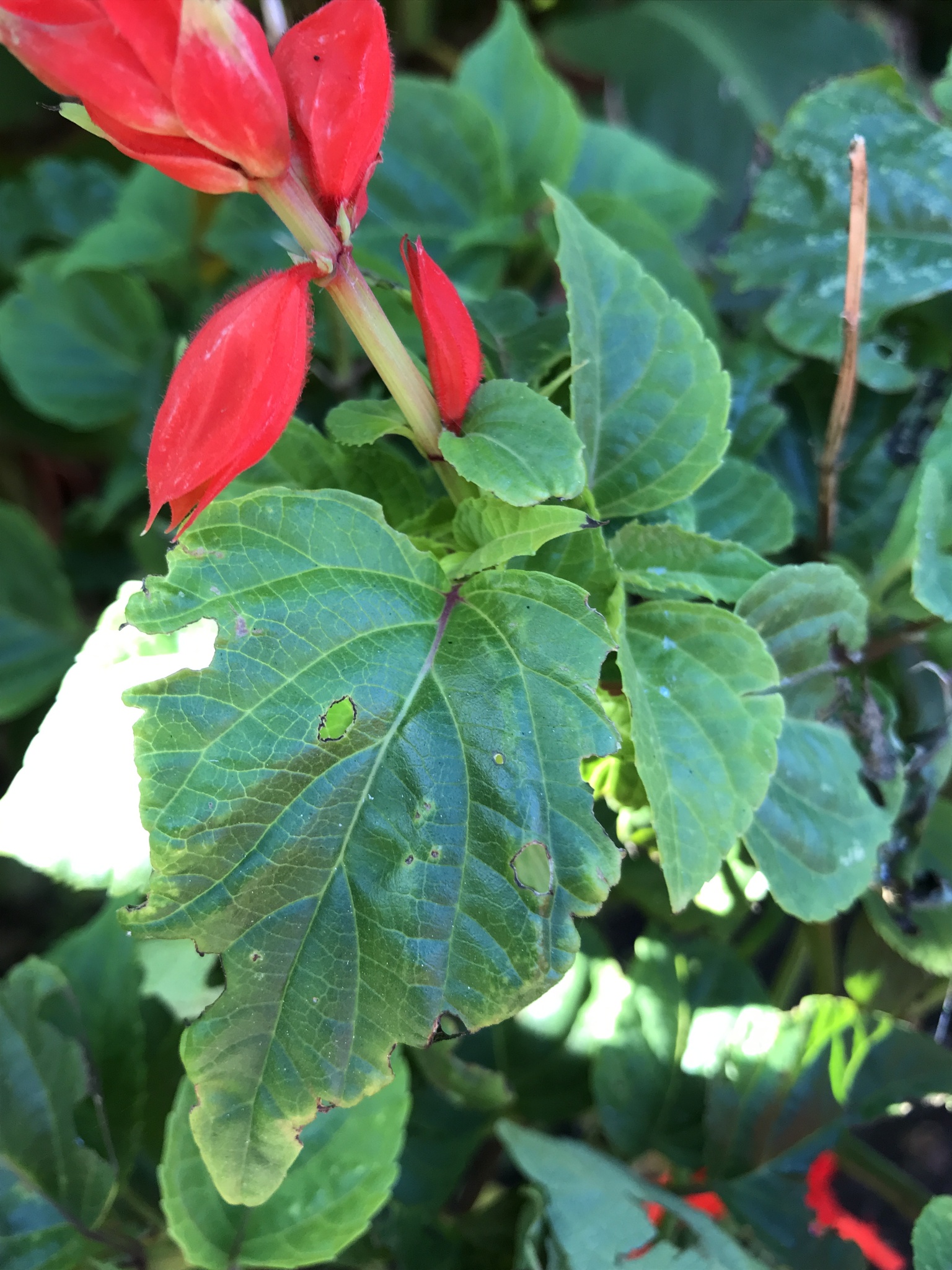 Salvia splendens Sellow ex Nees