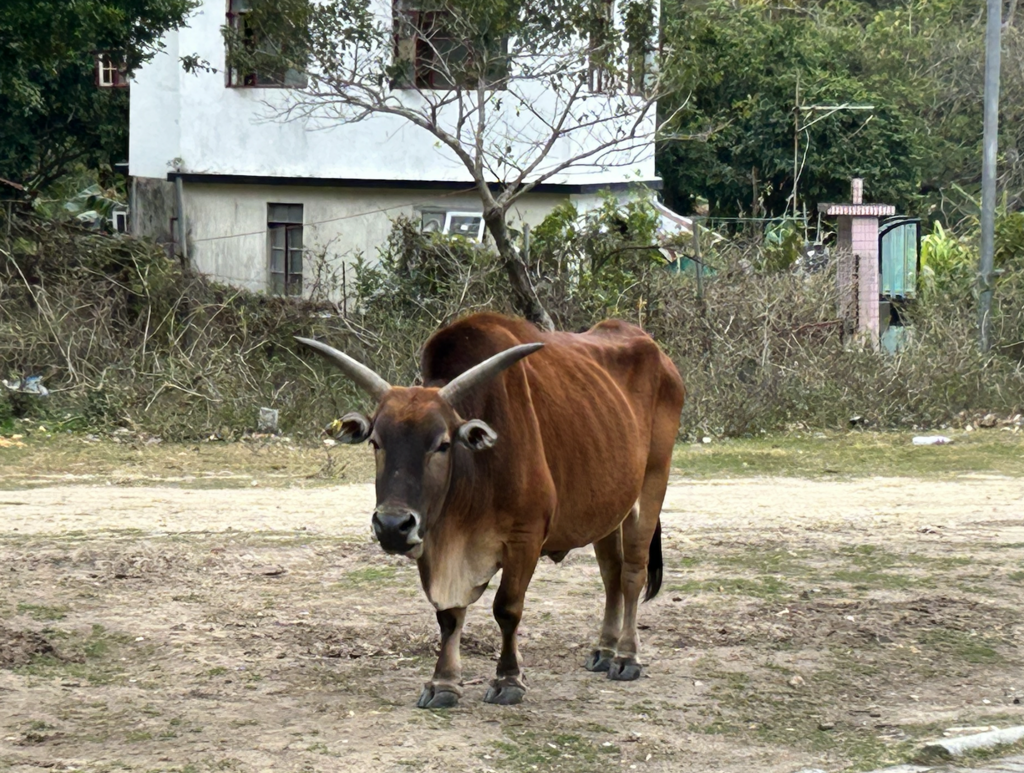 Cattle from Hong Kong on April 28, 2023 at 06:31 PM by Demi · iNaturalist
