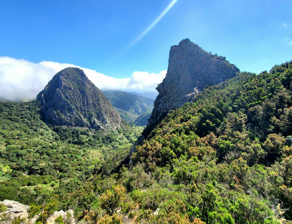 Canary tree heath from Santa Cruz de Tenerife, Spain on April 19, 2023 ...