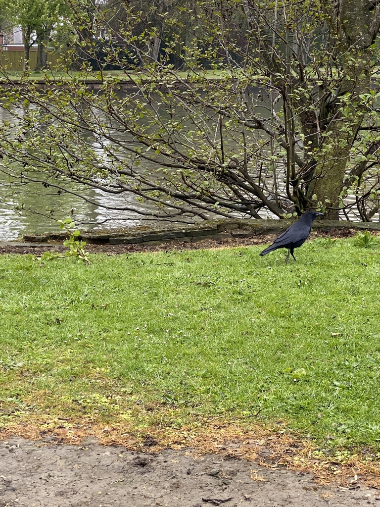 Carrion Crow from East Park, Hull, England, GB on April 28, 2023 at 11: ...