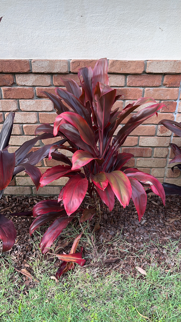 cabbage trees and allies from Broxbourne Pl, Oxenford, QLD, AU on ...