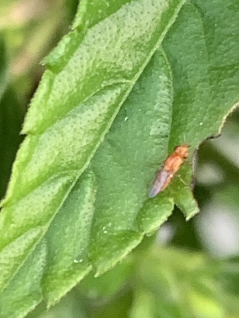 Frit Flies in April 2023 by Lucas Garriga · iNaturalist
