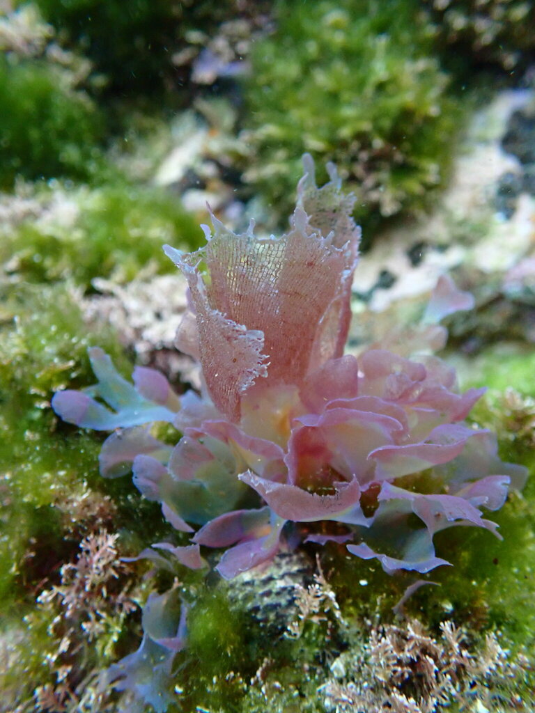 dasya family from 4B Neptune St, Coogee NSW 2034, Australia on April 23 ...