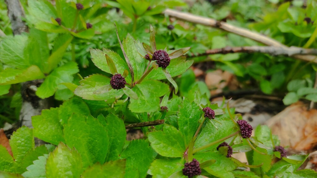 Red-flowering sanicle from Советский р-н, Владивосток, Приморский край ...