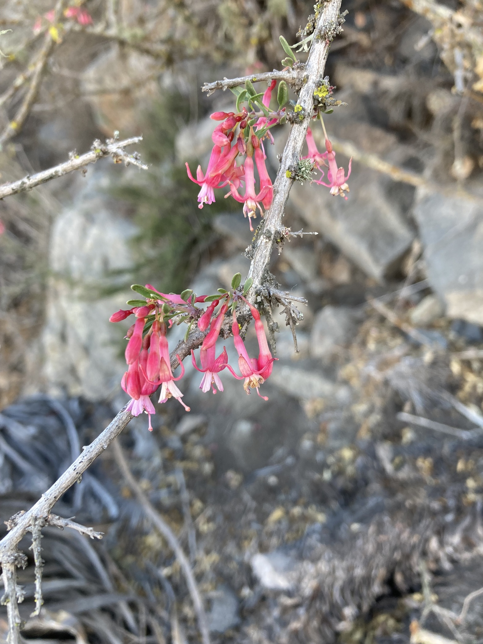 Fuchsia lycioides Andr.