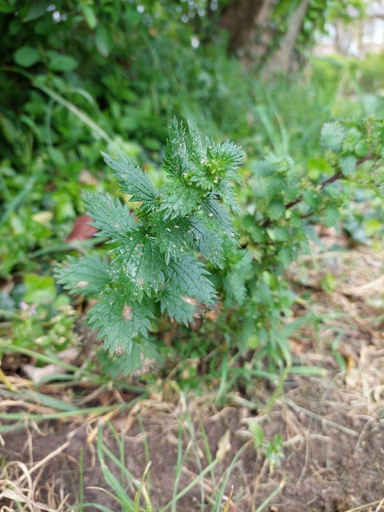 Dwarf Nettle from Formby Station, Formby, Liverpool L37, UK on April 28 ...