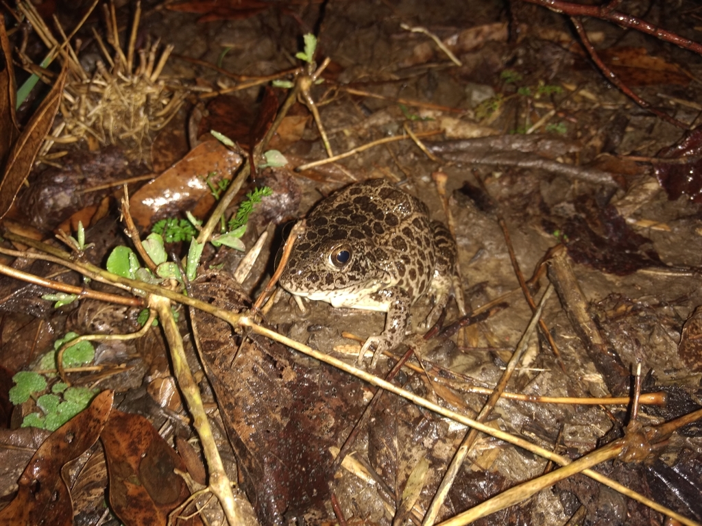 Crawfish Frog in February 2018 by Jared Gorrell · iNaturalist