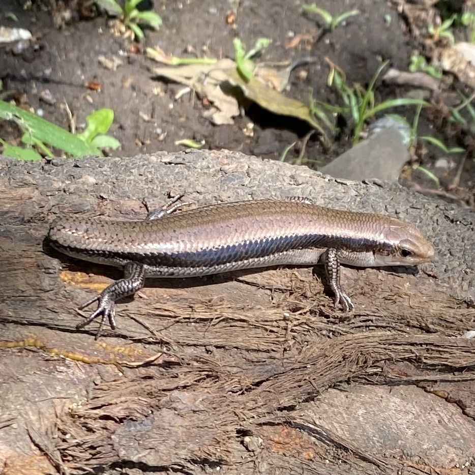 Japanese five-lined skink from みなみもと町公園, 新宿区, 東京都, JP on April 28, 2023 ...