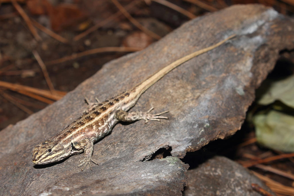 Trans Volcanic Bunchgrass Lizard from Xoxocotla, Ver., México on July ...