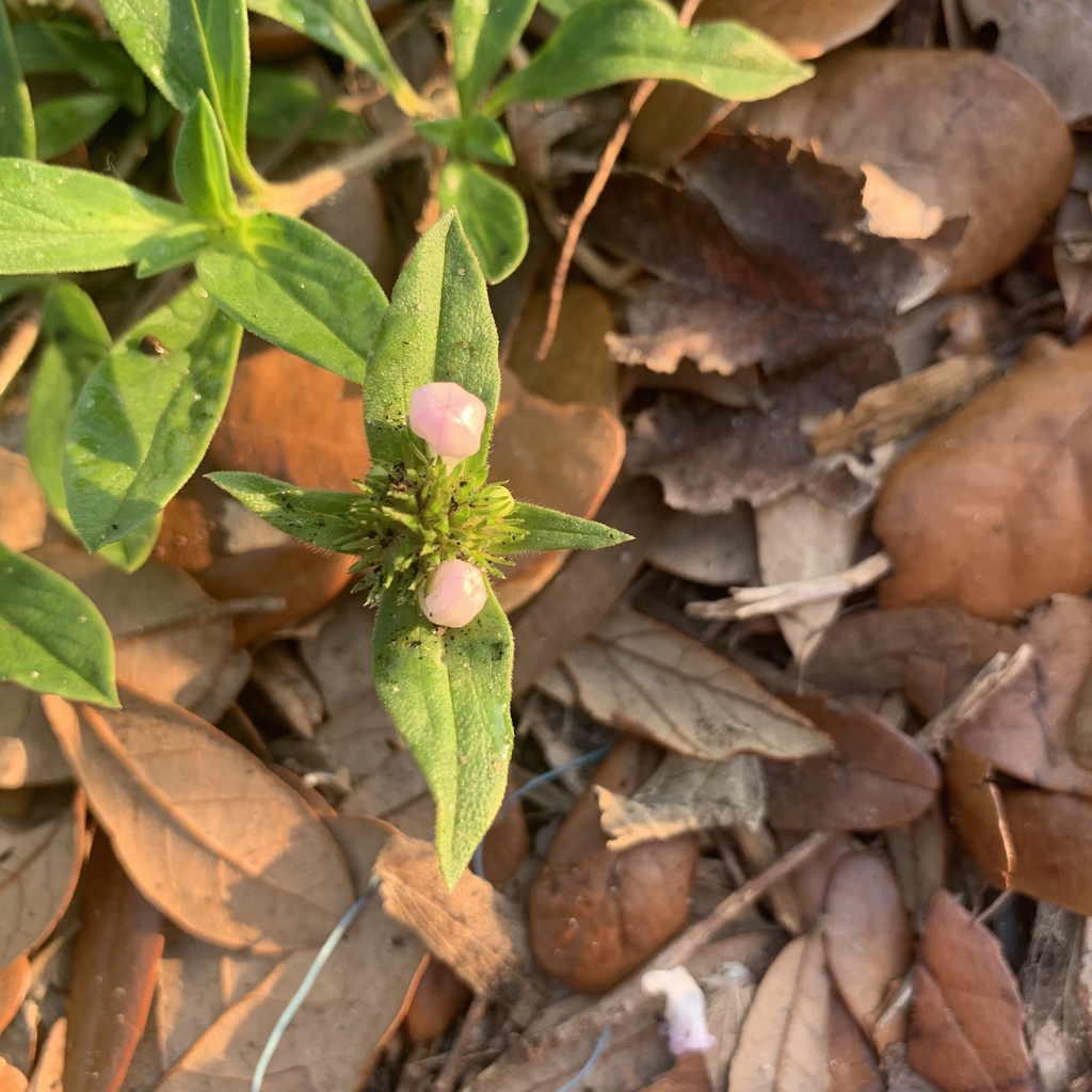 largeflower Mexican clover from NW Third St, Coconut Creek, FL, US on ...
