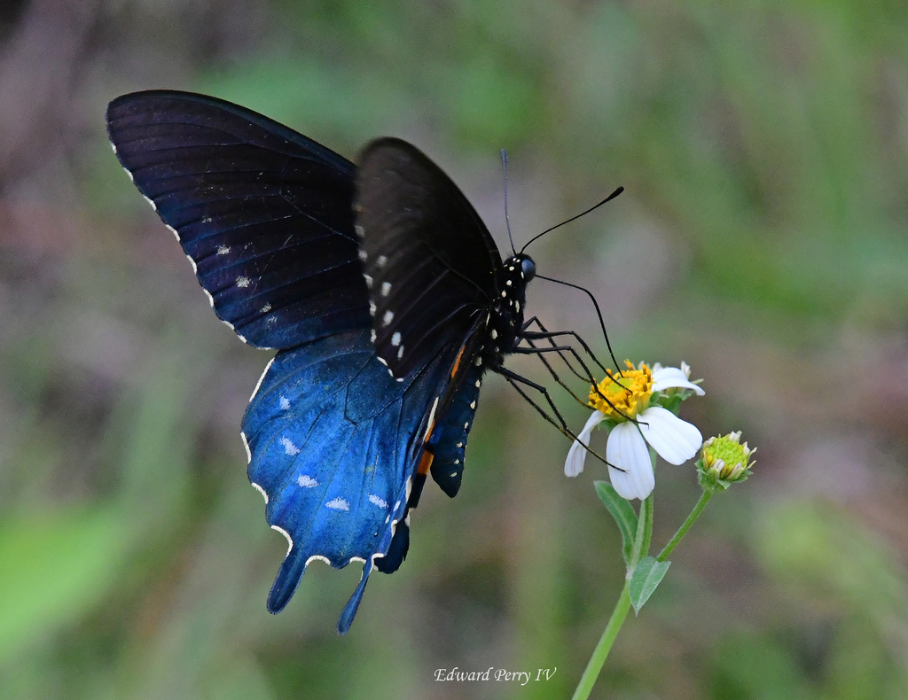 Pipevine Swallowtail from Jennings State Forest, Florida 32065, USA on ...