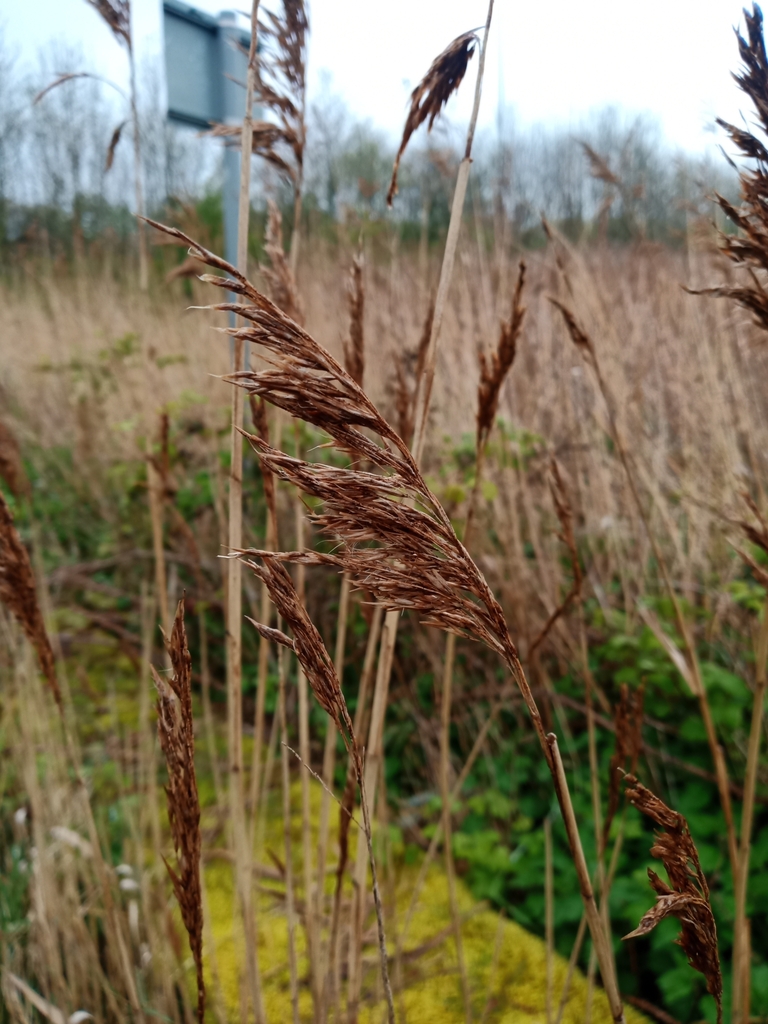 common reed from MHMR+CJ, Barton-upon-Humber DN18 6DD, UK on April 28 ...