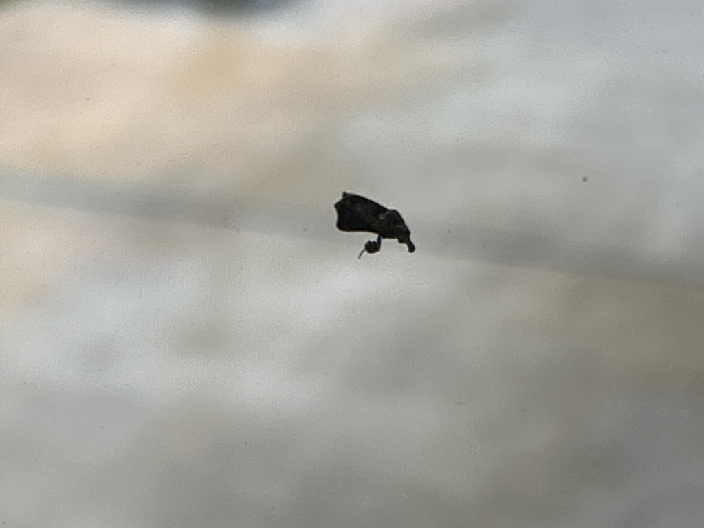 Streptopalpia minusculalis from NE 199th St, Miami, FL, US on April 28 ...