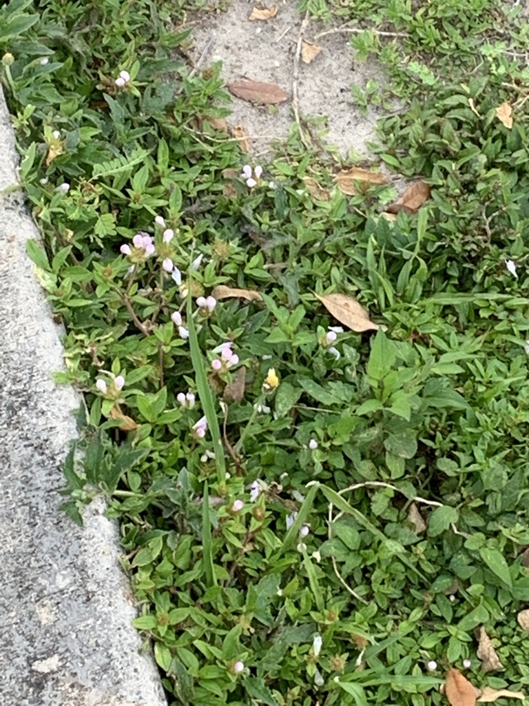 largeflower Mexican clover from SW 80th St, Miami, FL, US on April 28 ...