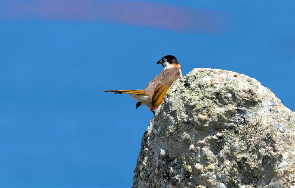 Styan's Bulbul in April 2023 by Phoebe Lin · iNaturalist