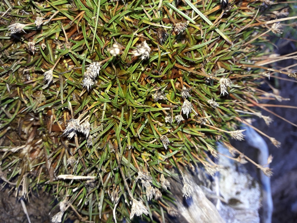Juncus antarcticus from Tararua Forest Park, NZ-WG-CR, NZ-WG, NZ on ...