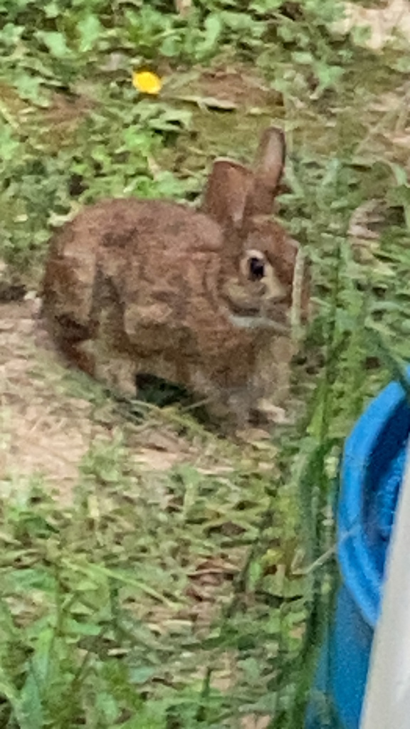 Eastern Cottontail from Chatham Hill Rd, Marion, VA, US on August 05 ...
