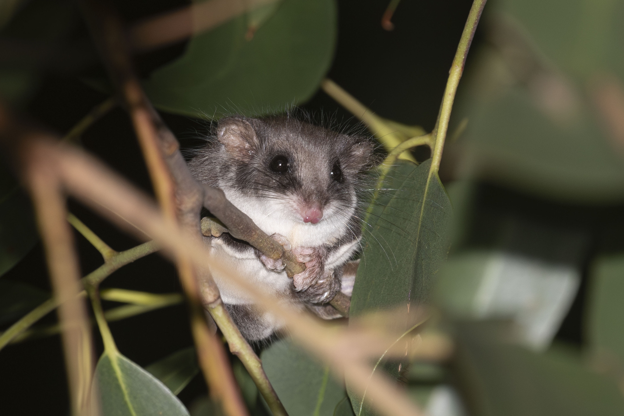 Acrobates pygmaeus (Shaw, 1793)