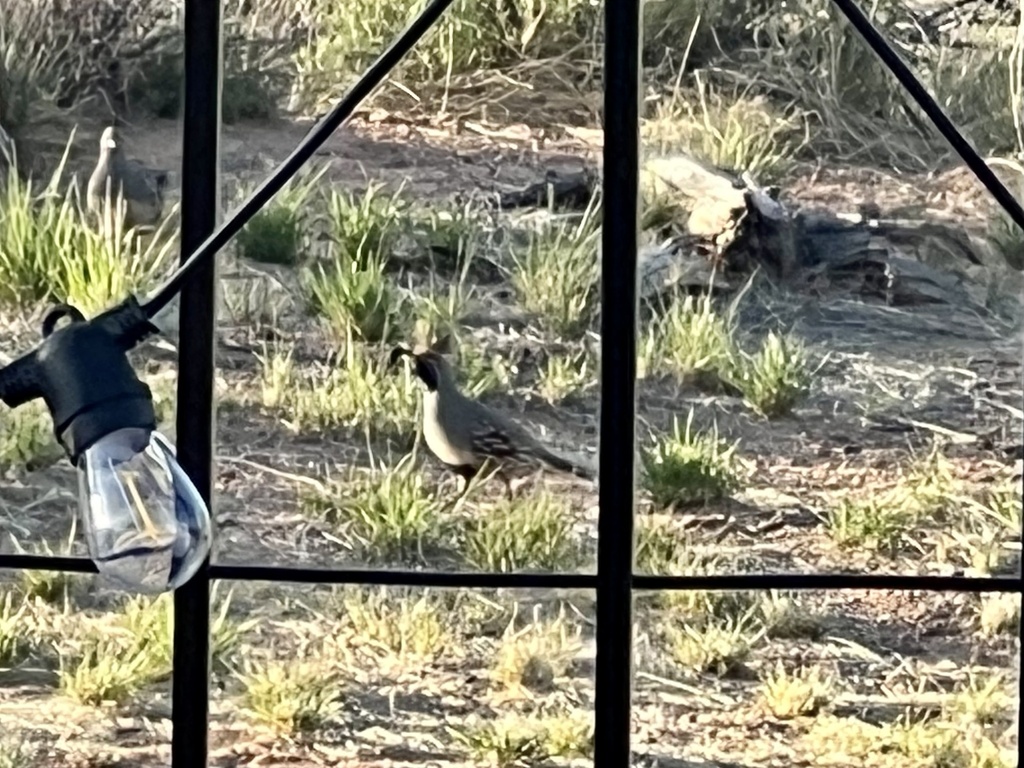 Gambel's Quail from W Sheep Wash Way, Benson, AZ, US on April 26, 2023 ...