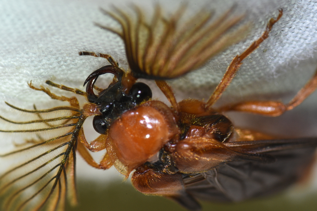 Phengodes fusciceps from Palmetto Bay, FL, USA on April 28, 2023 at 02: ...