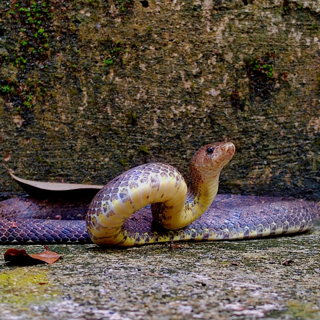 Brown Kukri Snake from Timur Laut, MY-PG, MY on April 28, 2023 at 05:07 ...
