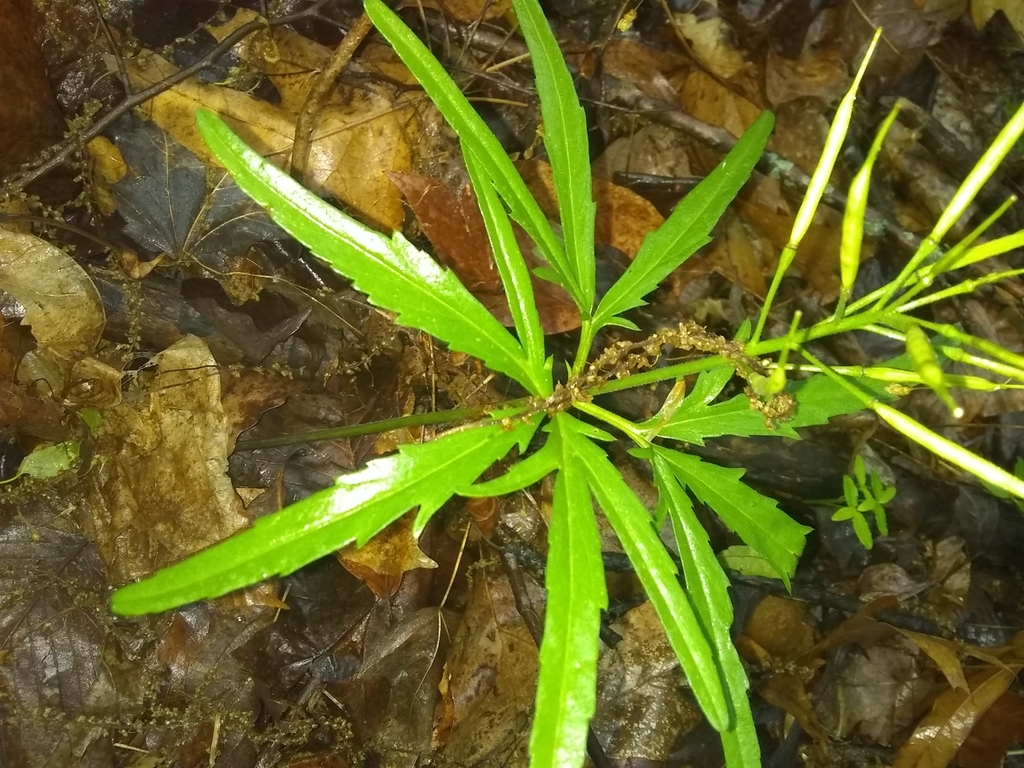 cut-leaved toothwort from New Cut @ Southland, Louisville, KY 40214 ...