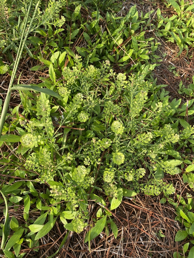 Virginia pepperweed from SW 80th St, Miami, FL, US on April 28, 2023 at ...