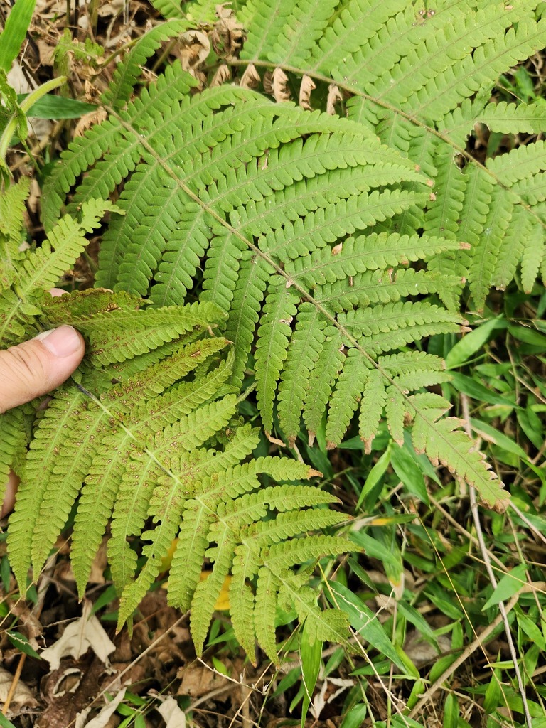 Parasitic Tri-vein Fern from 台灣台北 on April 27, 2023 at 01:32 PM by 胡正恆 ...
