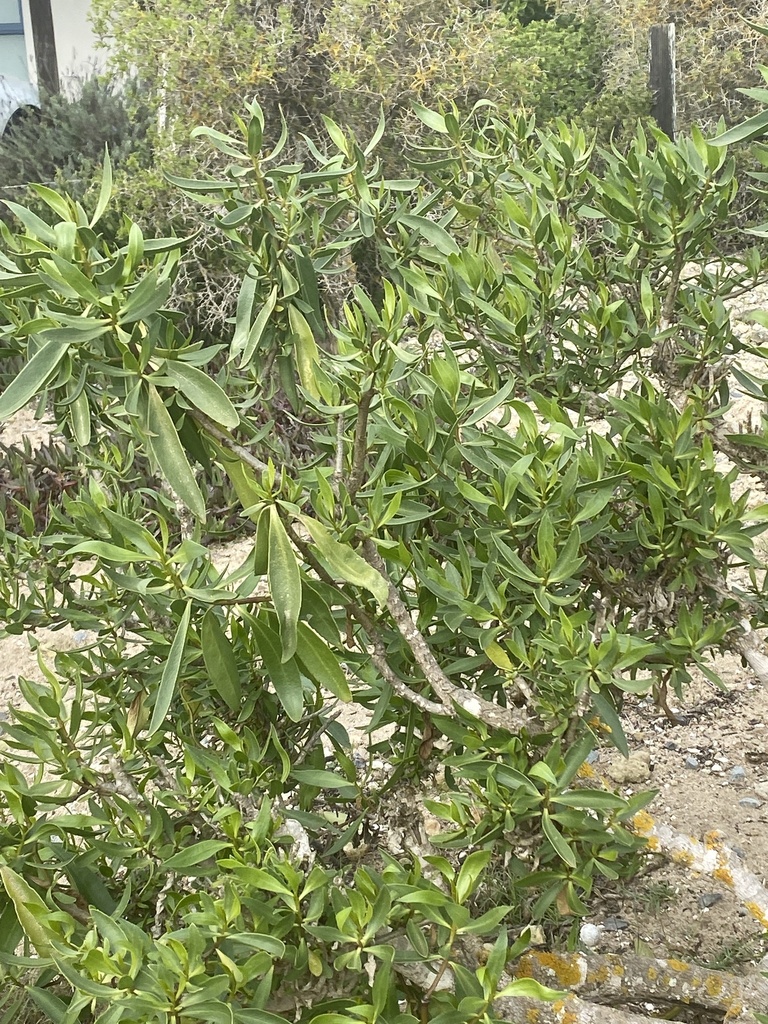 Australian Ngaio from West Coast National Park, West Coast Peninsula ...