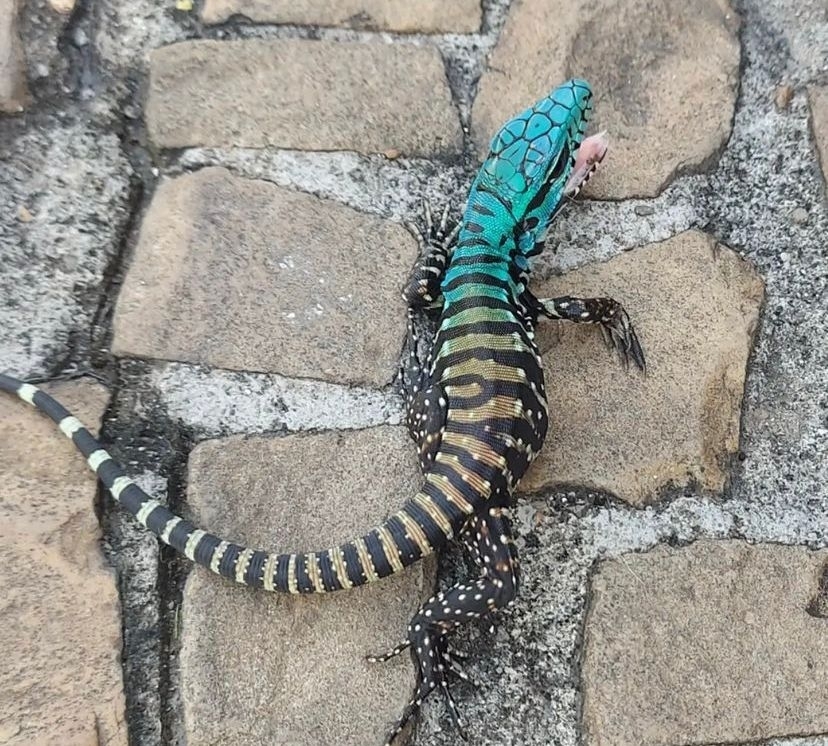 Argentine Black-and-white Tegu from Socorro, SP, 13960-000, Brasil on ...