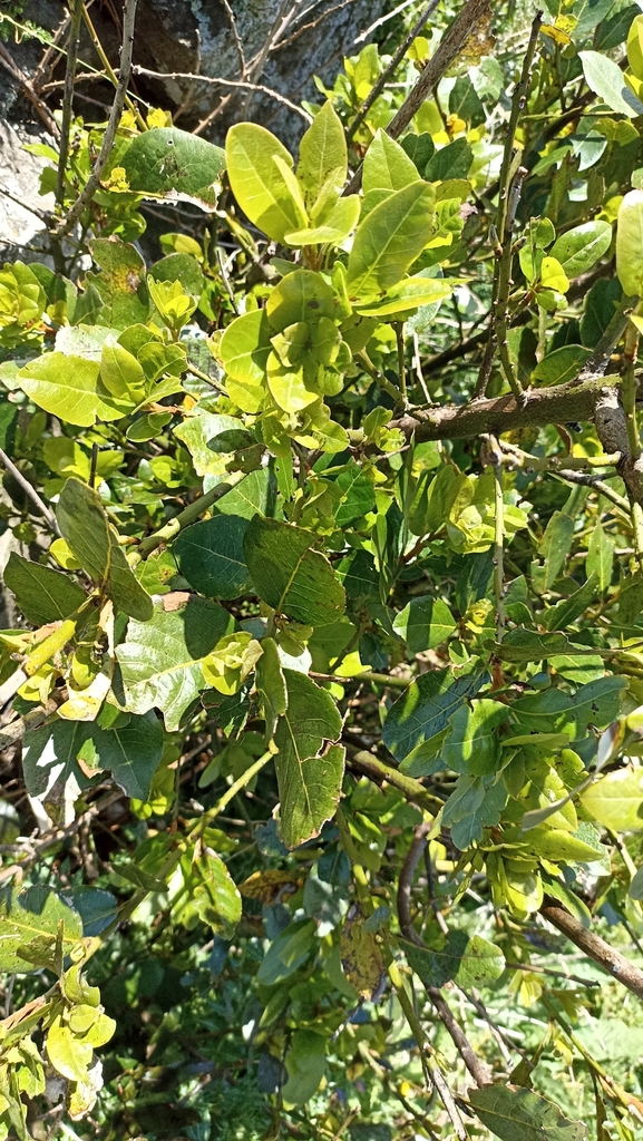 Azores Laurel from São Mateus, 9880, Portugal on April 28, 2023 at 10: ...