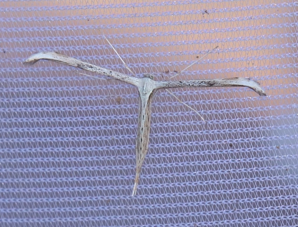 Morning-glory Plume Moth from Syracuse, Sicily, Italy on April 22, 2023 ...