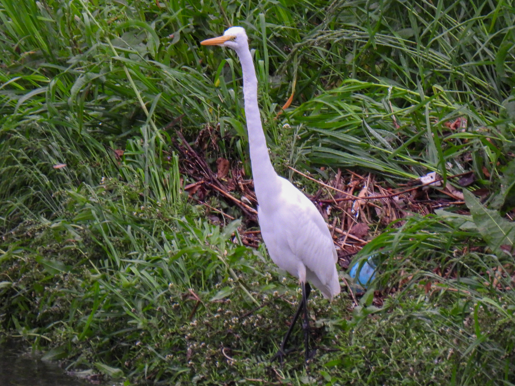 Great Egret from Takatsu Ward, Kawasaki, Kanagawa, Japan on April 26 ...