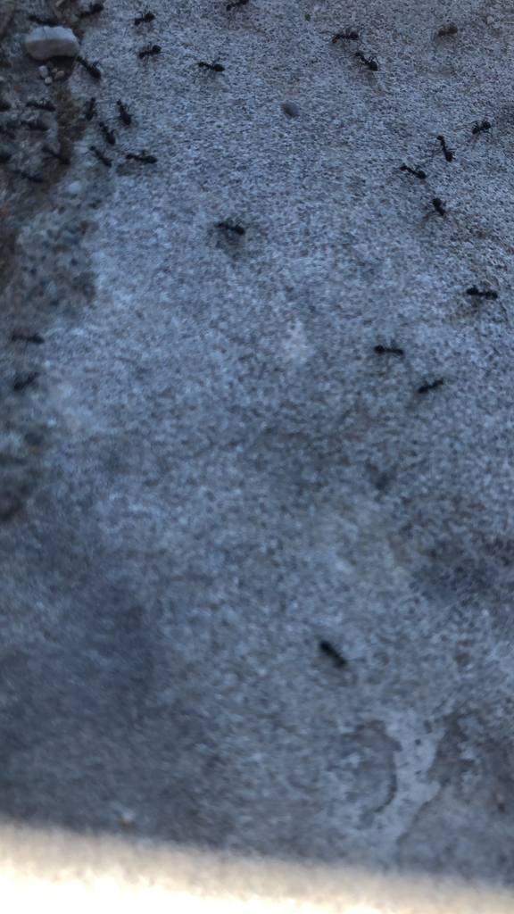 Formicine Ants from Crete, Crete, GR on April 25, 2023 at 01:33 PM by ...
