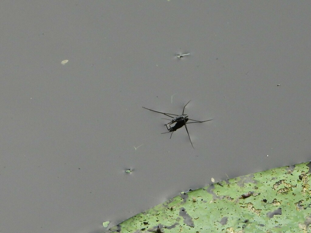 Neogerris hesione from Regency, Jacksonville, FL, USA on April 27, 2023 ...