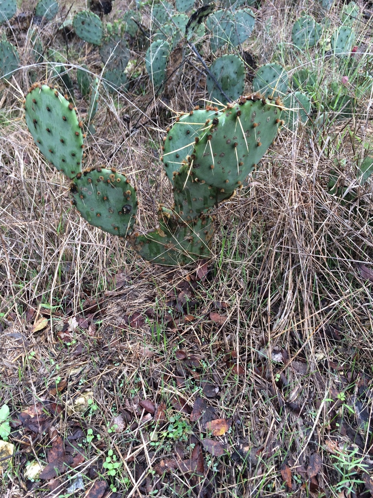 Engelmann's Pricklypear from 76527, Florence, TX, US on October 24 ...