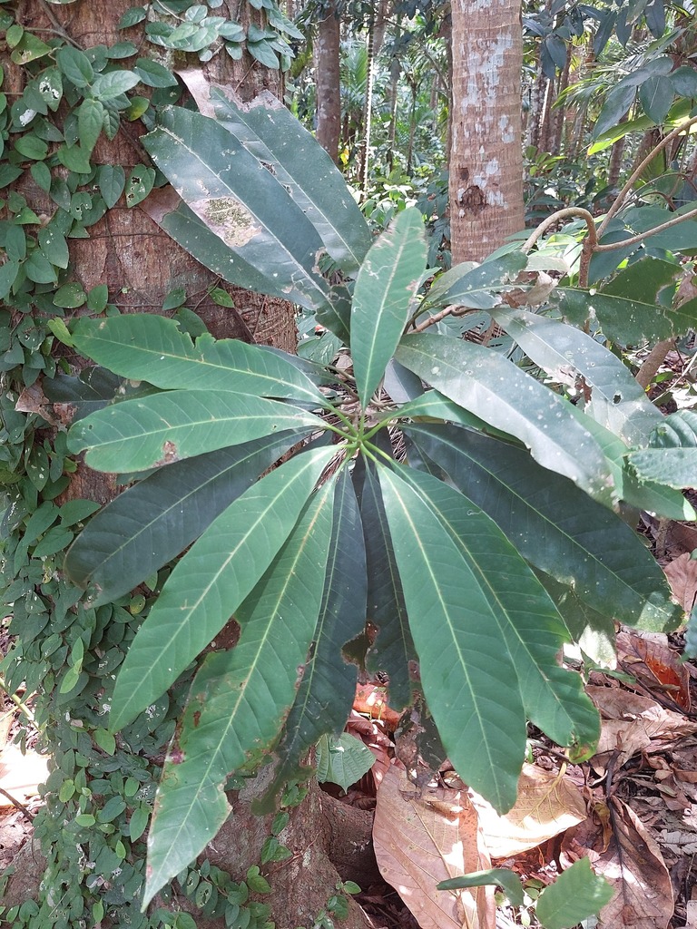 Psychotria cephalophora in April 2023 by 胡正恆(Jackson Hu) · iNaturalist