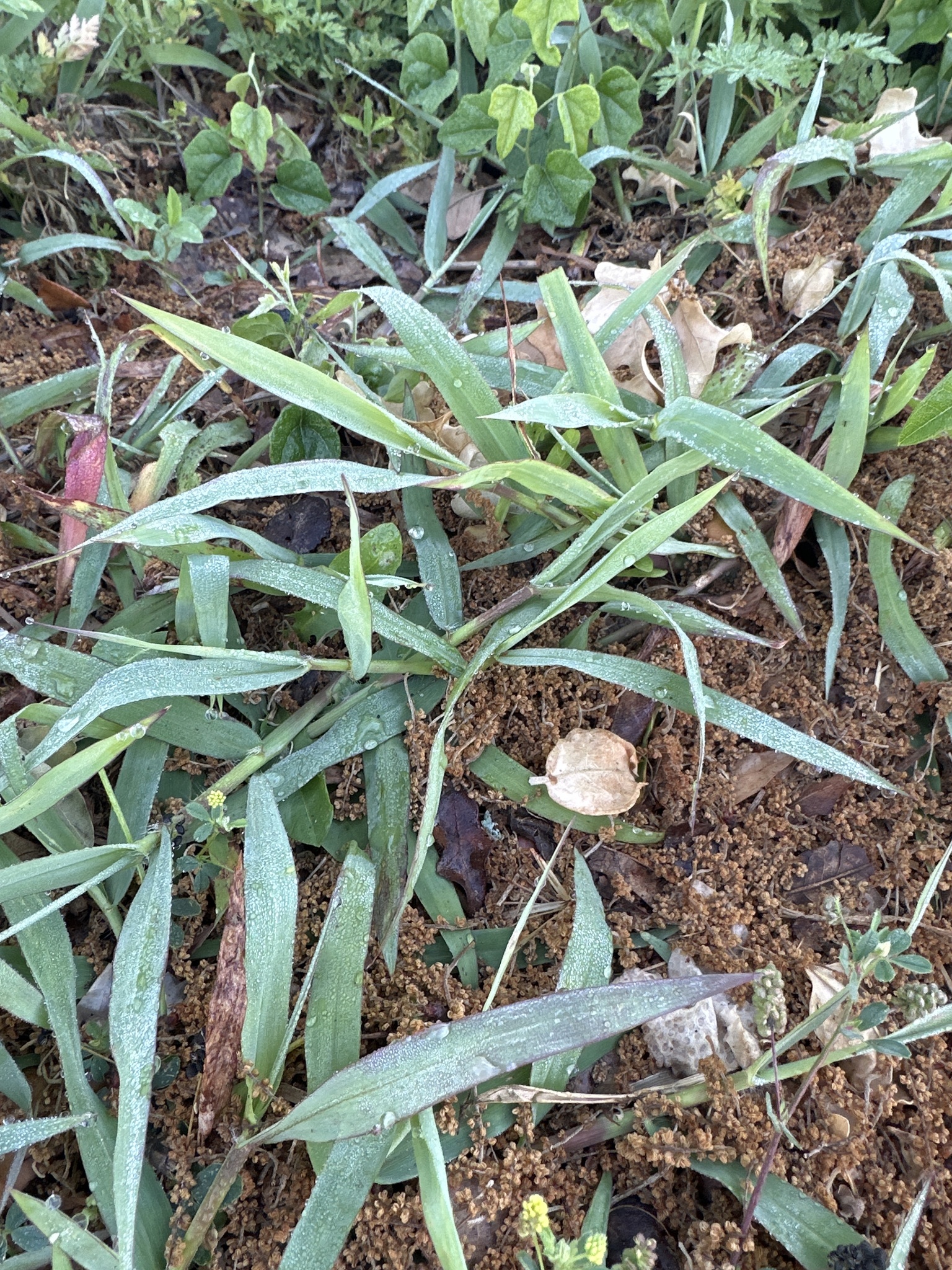 Paspalum pubiflorum Rupr. ex E.Fourn.